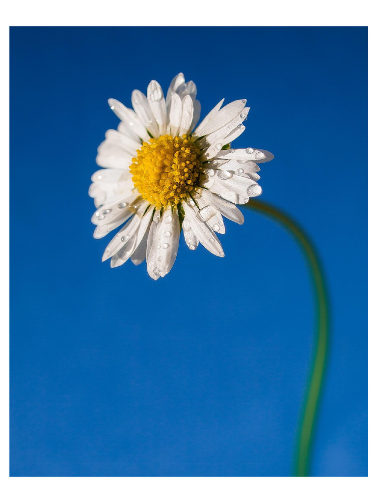Daisy Yy | PDF