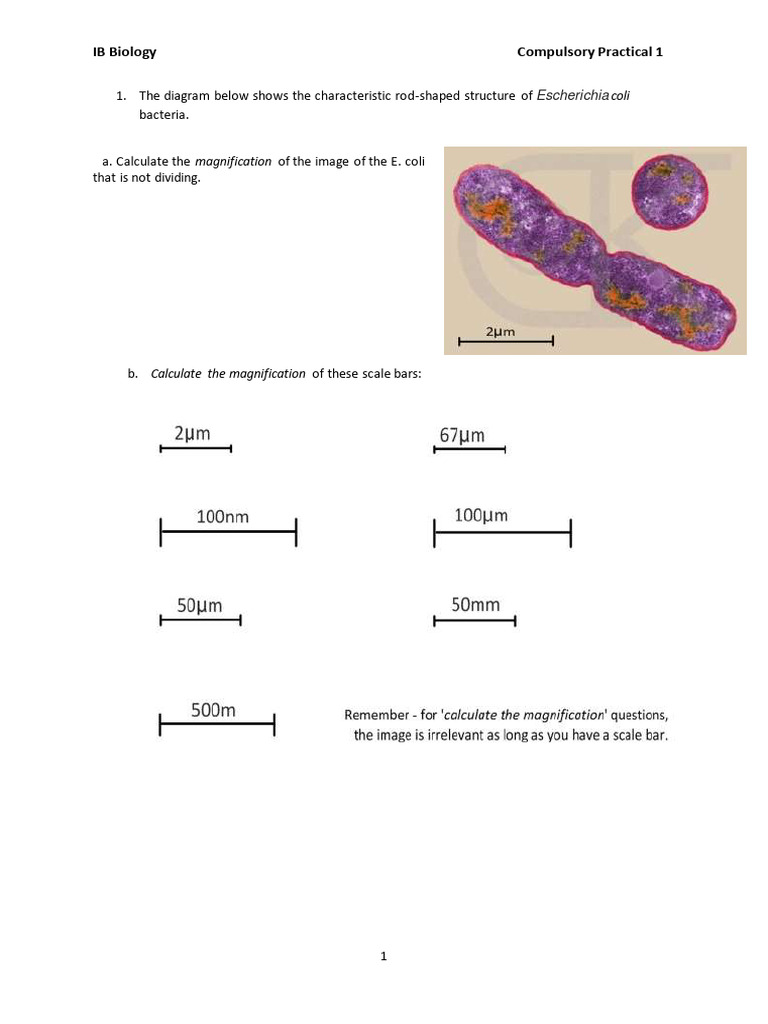 IB Biology Magnification Calculations | PDF