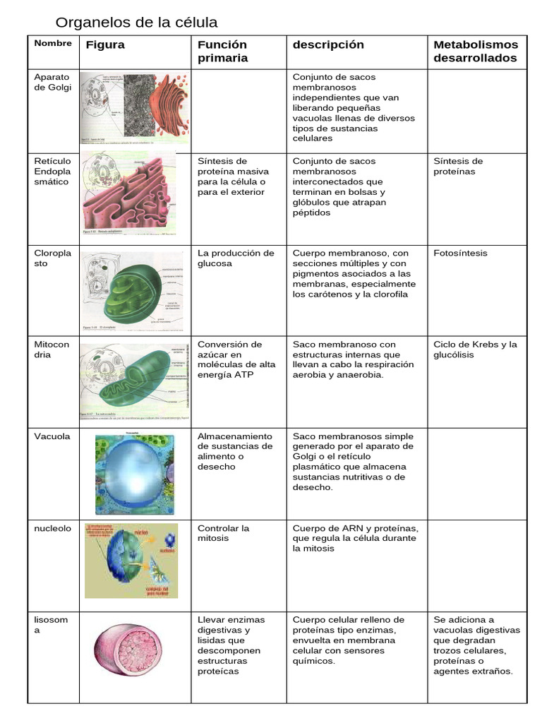 Organelos Celulares | PDF | Biología Celular) | Proteínas