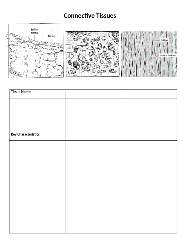 Connective Tissues Charts | PDF