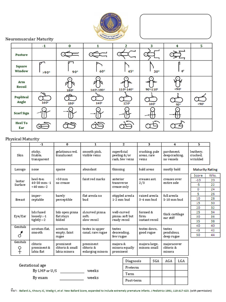 Ballard Score - SI | PDF | Human Anatomy