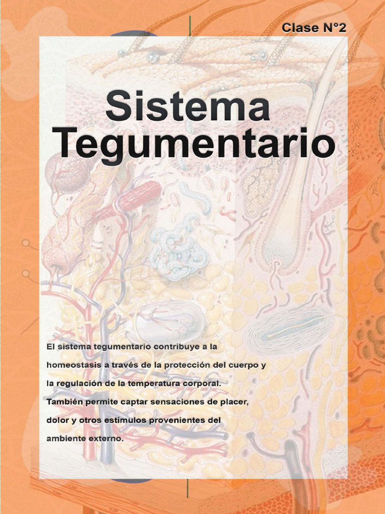 Anatomia Clase 2 Sistema Tegumentario | PDF | Piel | Epidermis