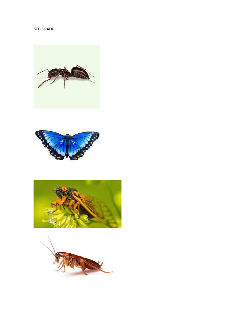 5TH Grade Insects | PDF