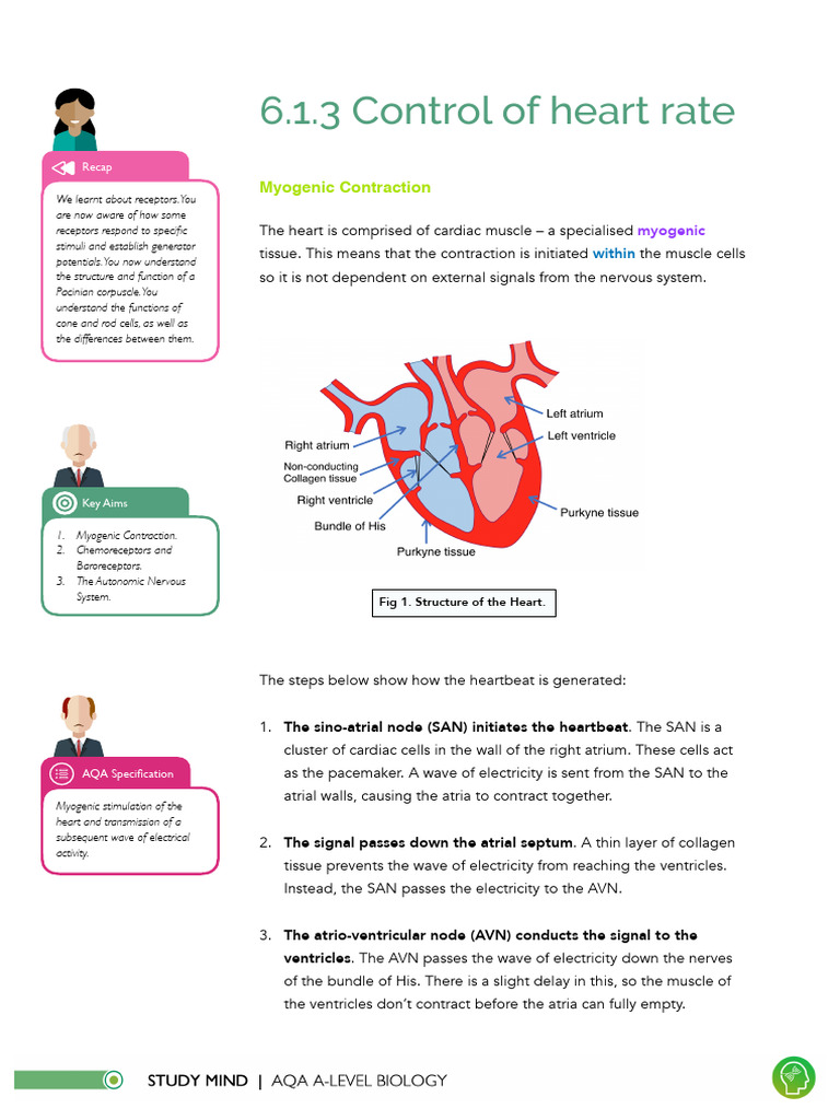 6.1.3 Control of Heart Rate | PDF | Heart | Heart Rate
