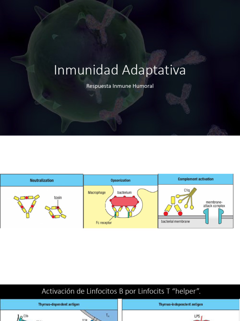 Inmunidad Adaptativa. Respuesta Humoral | PDF