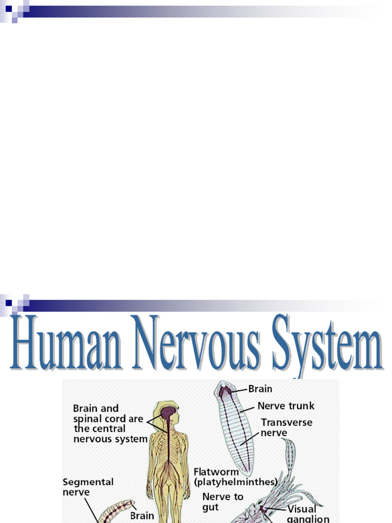 Human Nervous System Overview | PDF | Nervous System | Axon