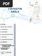 Anatomie des anses grêles et mésentère | PDF | Péritoine | Spécialités ...