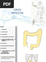 Anatomie chirurgicale du colon humain | PDF | Gros intestin | Anatomie