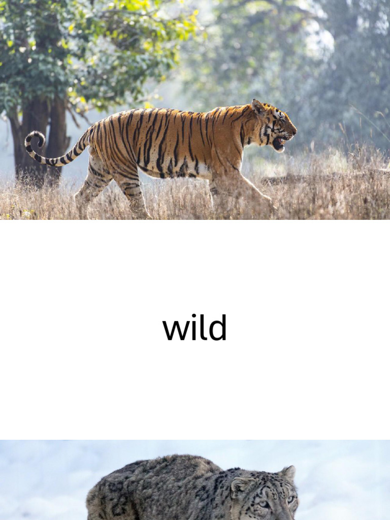 Snow Leopard Text Words | PDF