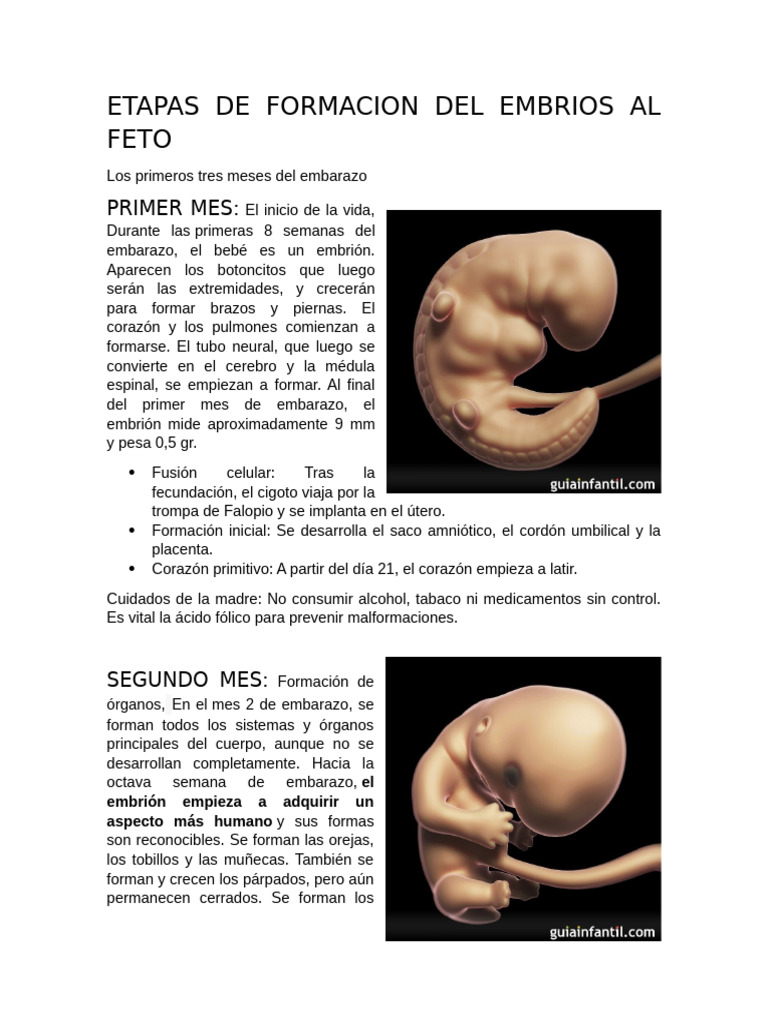 Etapas del Desarrollo Embrionario | PDF | El embarazo | Feto