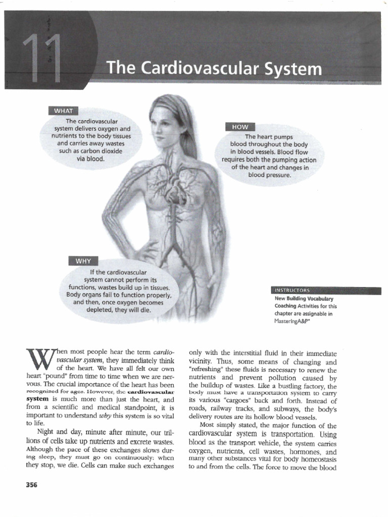 Cardiovascular System Handout | PDF