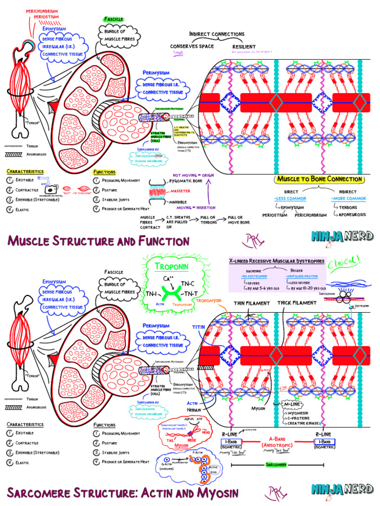 Muscle Structure & Function | PDF | Skeletal Muscle | Muscle Contraction