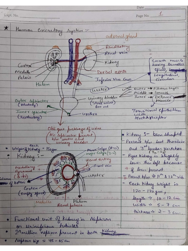 Excretory System | PDF