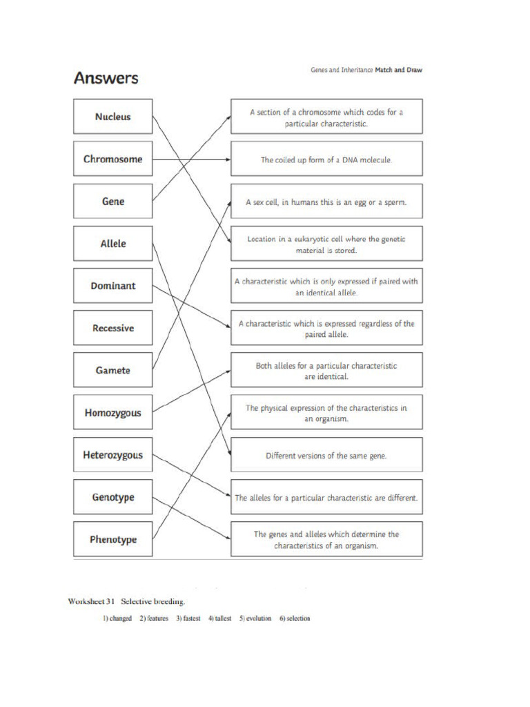 Revision 8 - Genetics and Inheritance Answers | PDF