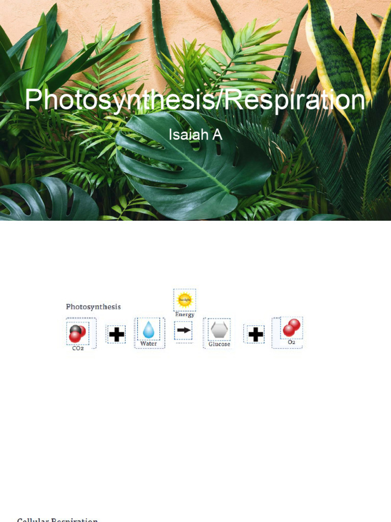 Oxygen's Role in Photosynthesis & Respiration | PDF