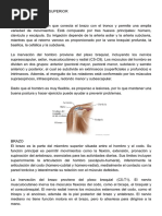 Anatomía del Brazo: Estructura y Función | PDF | Codo | Extremidades ...