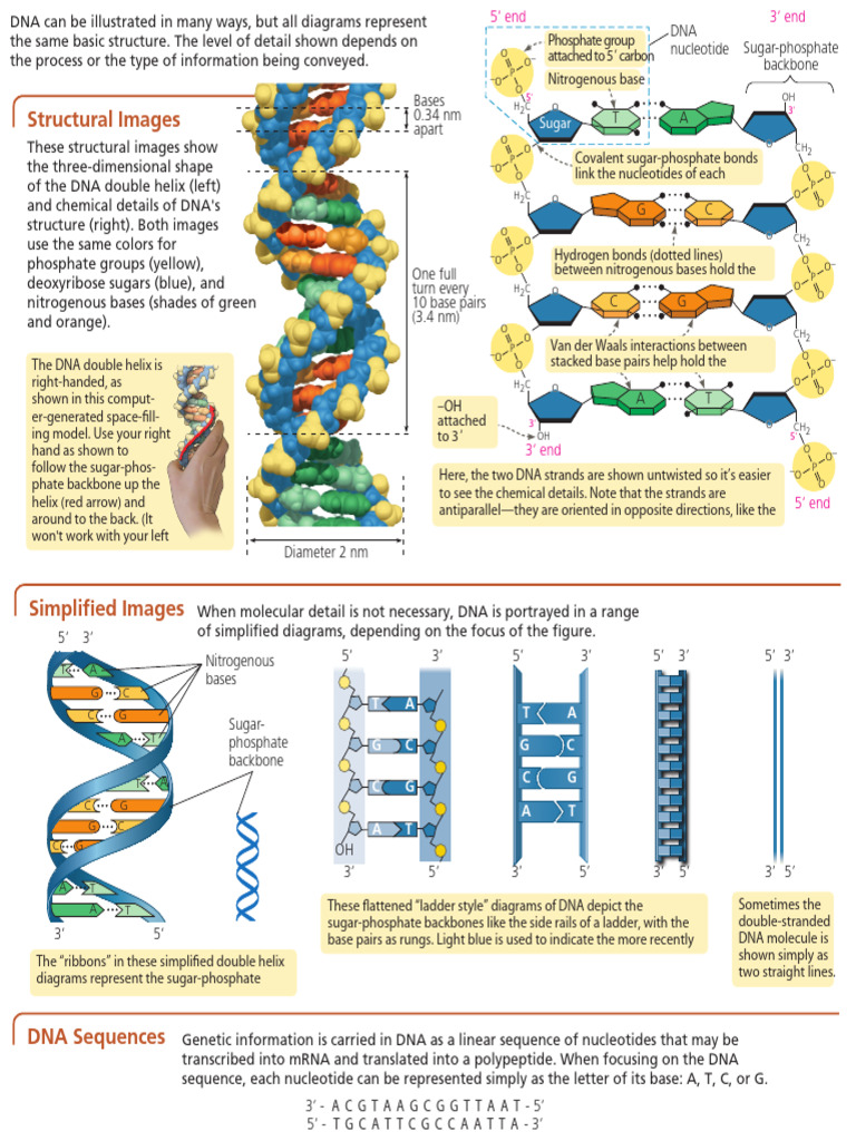 Understanding DNA Structure and Diagrams | PDF | Dna | Nucleic Acid ...