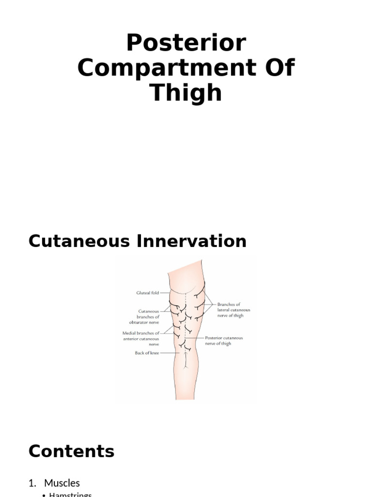 Posterior Compartment of Thigh | PDF