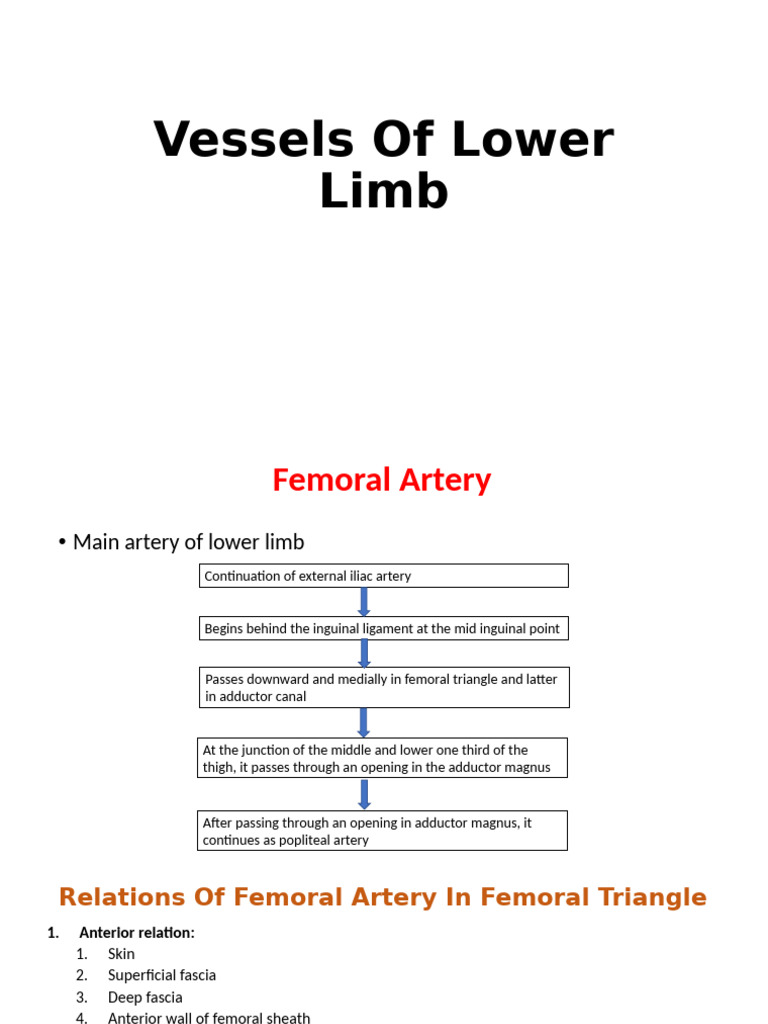 Anatomy of Lower Limb Vessels | PDF | Foot | Human Leg