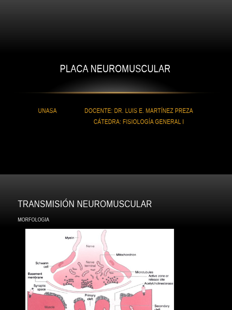 Función y Bloqueo de la Placa Neuromuscular | PDF | Unión neuromuscular ...