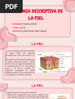 Anatomía de La Piel y Anexos | PDF | Piel | Epidermis