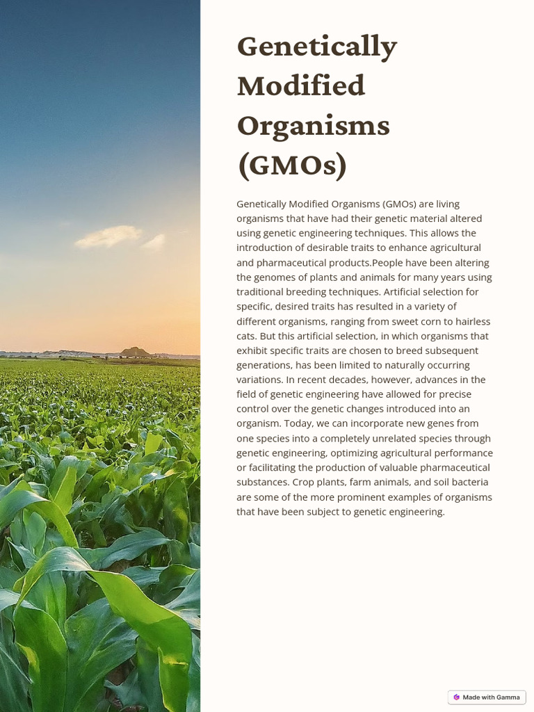 Genetically Modified Organisms GMOs | PDF | Genetically Modified Organism | Genetic Engineering