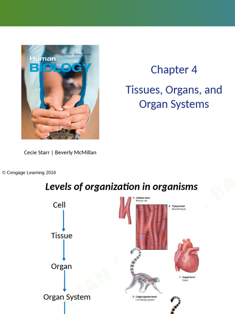 Chapter 4 Updated by Dr. Iffat Naz - 24-1-2025 | PDF | Epithelium | Connective Tissue