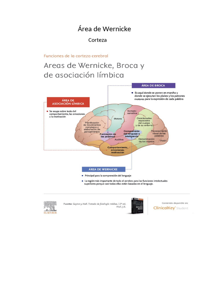 Área de Wernicke | PDF