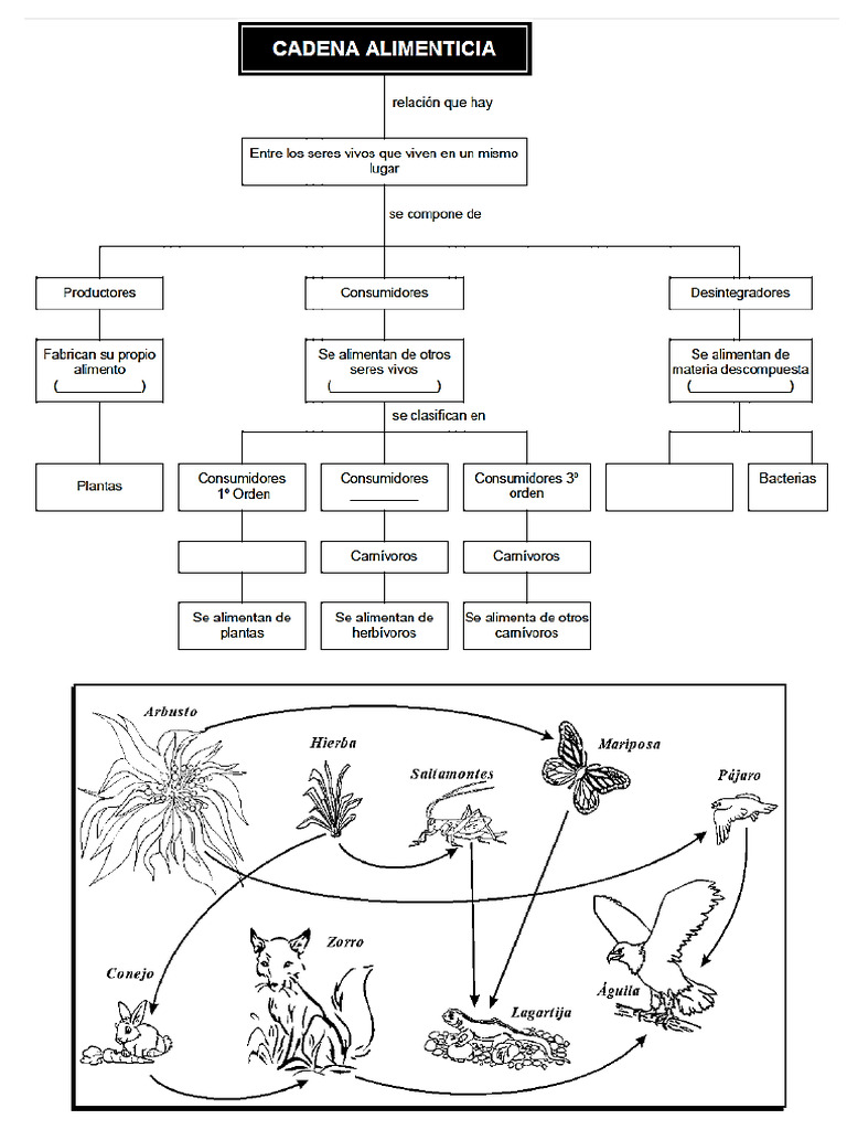 actividades cadenas y redes alimenticias | PDF