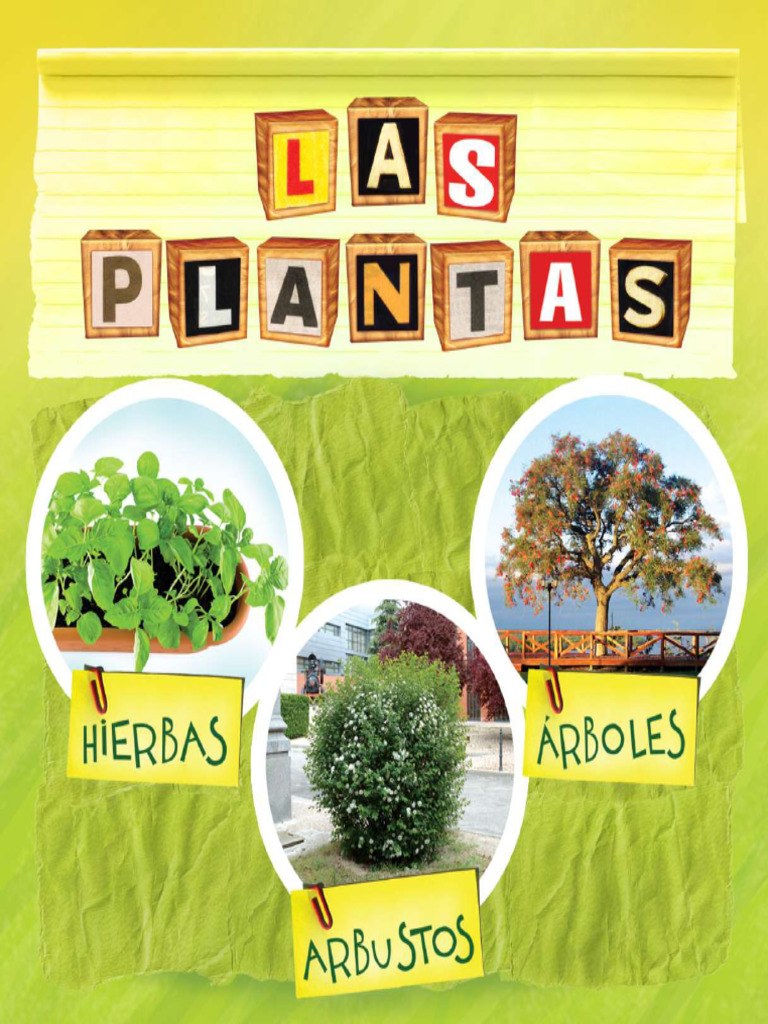 Las Plantas - Infograf - A | PDF