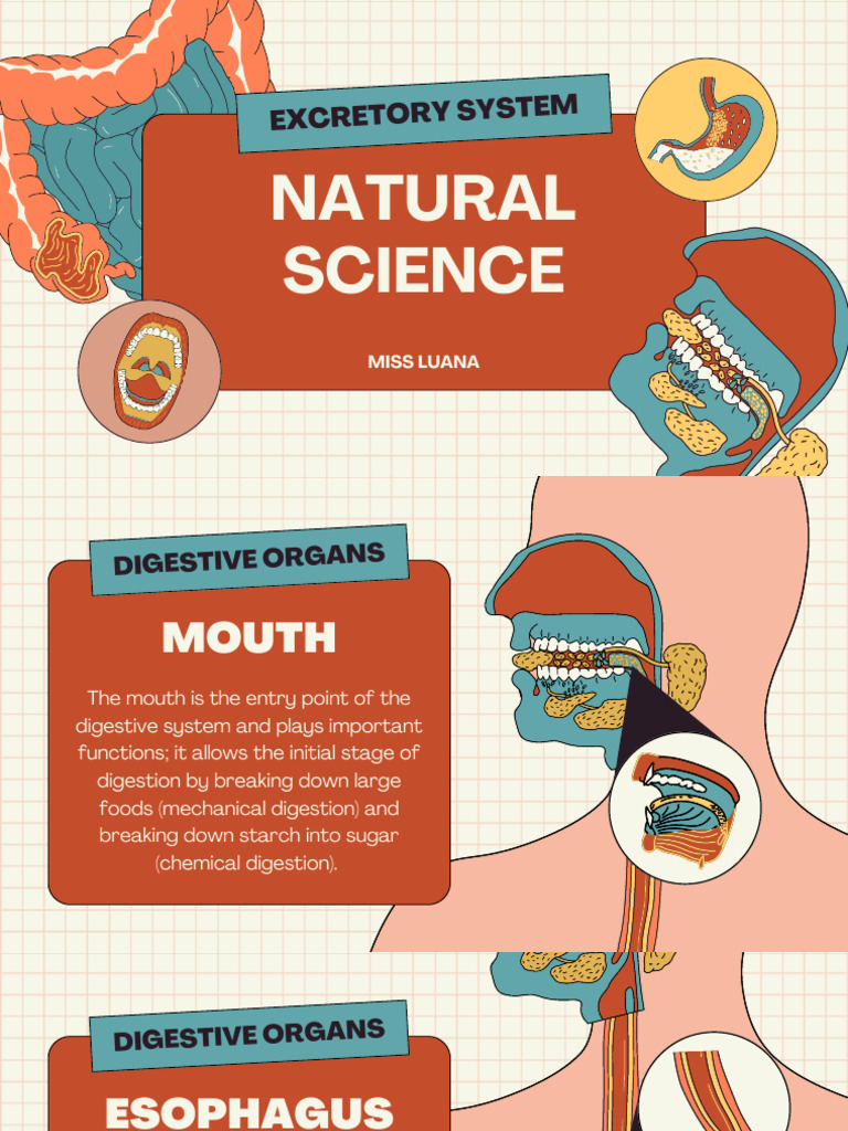 Overview of Digestive Organs | PDF | Digestion | Gastrointestinal Tract
