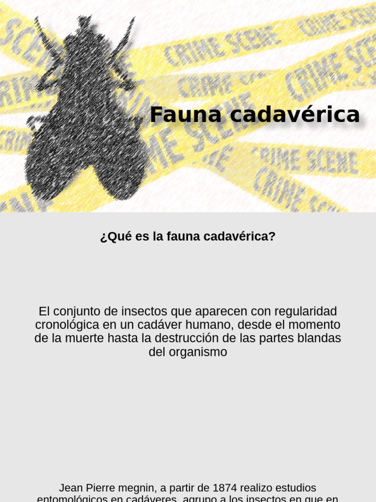 Fauna Cadavérica Pdf Descomposición