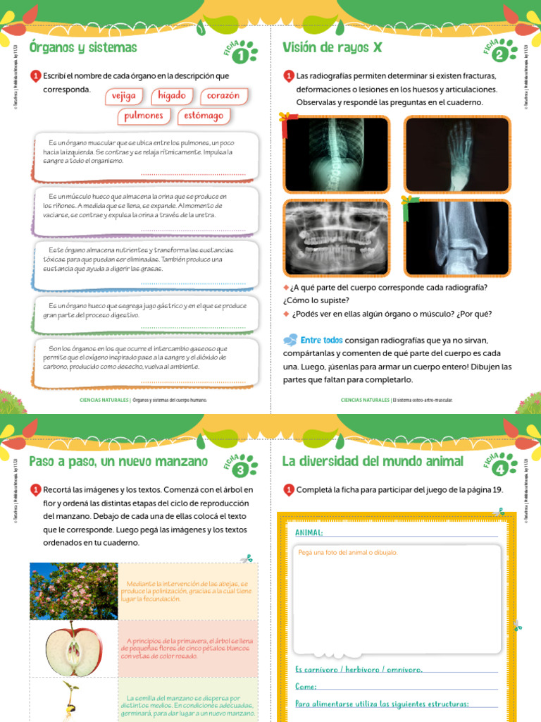 Fichas Nat | PDF | Digestión | manzana