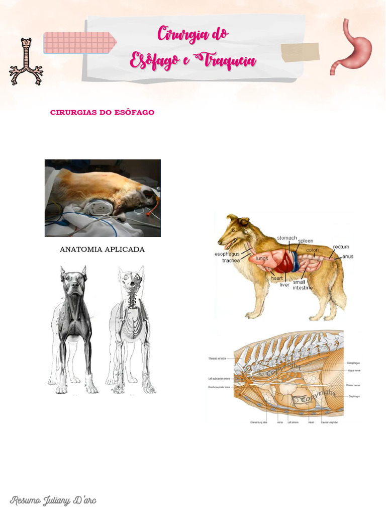 12Cirurgia Esôfago e Traqueia_240928_143108 | PDF | Esôfago | Anatomia