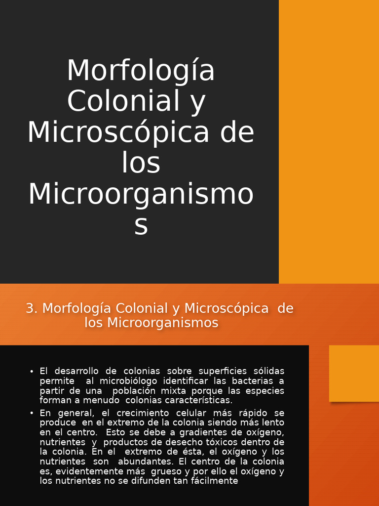 Morfología Colonial y Microscópica de Microorganismos | PDF | Tinción ...