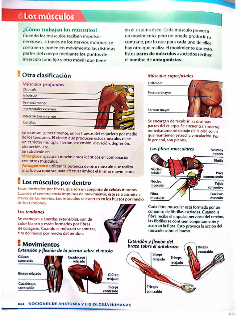 Los Músculos (TP Anatomía) | PDF