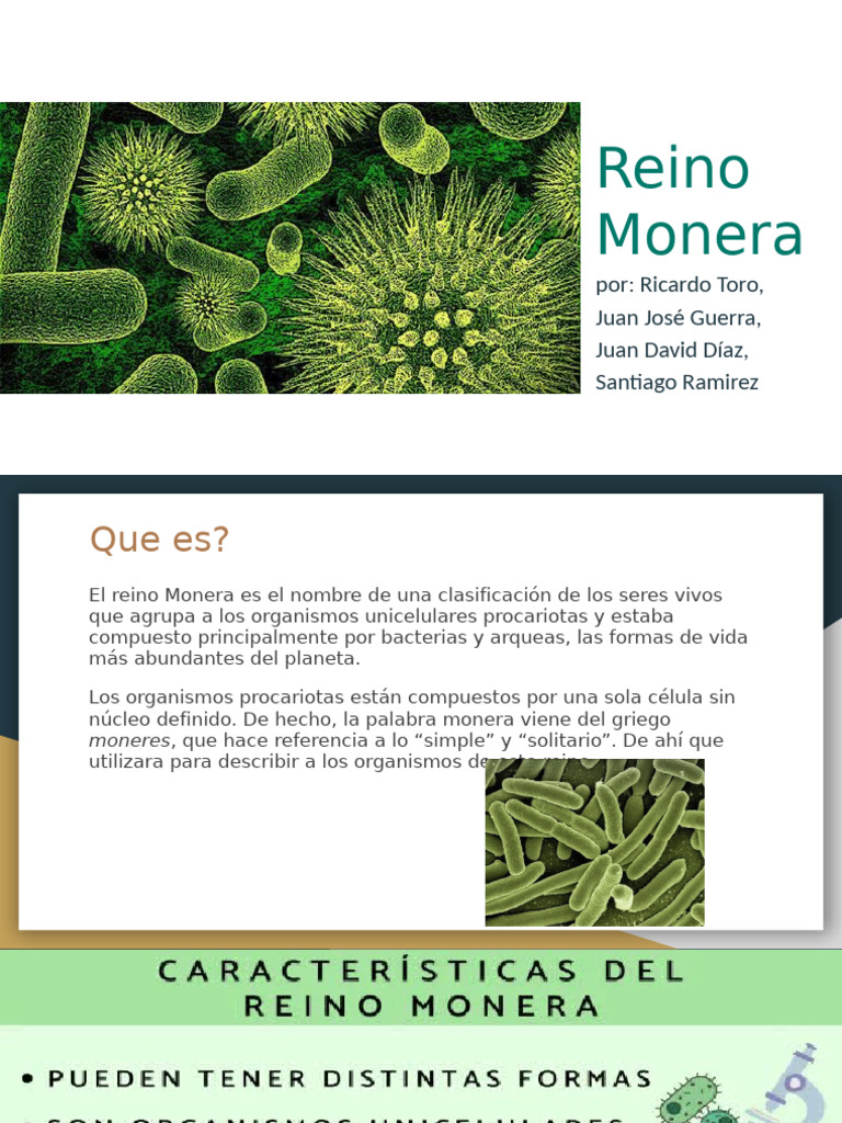 Reino Monera | PDF | Archaea | Las bacterias