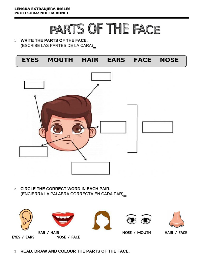 Partes de la Cara en Inglés | PDF