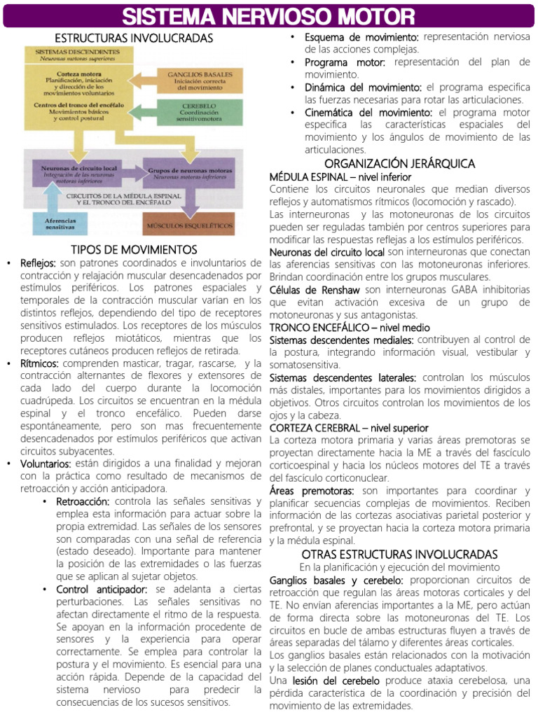 Estructuras y Tipos de Movimientos Musculares | PDF | Cerebelo ...