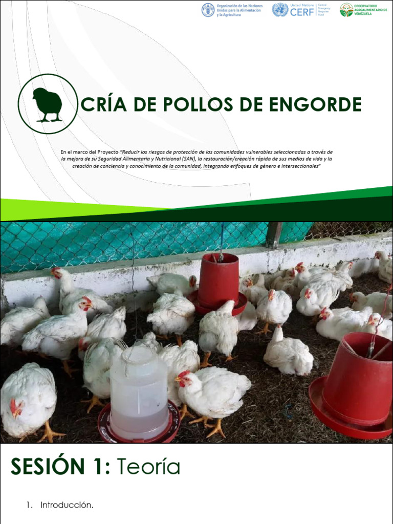 2 Pollo Engorde | PDF | Plan de negocios | Alimentos