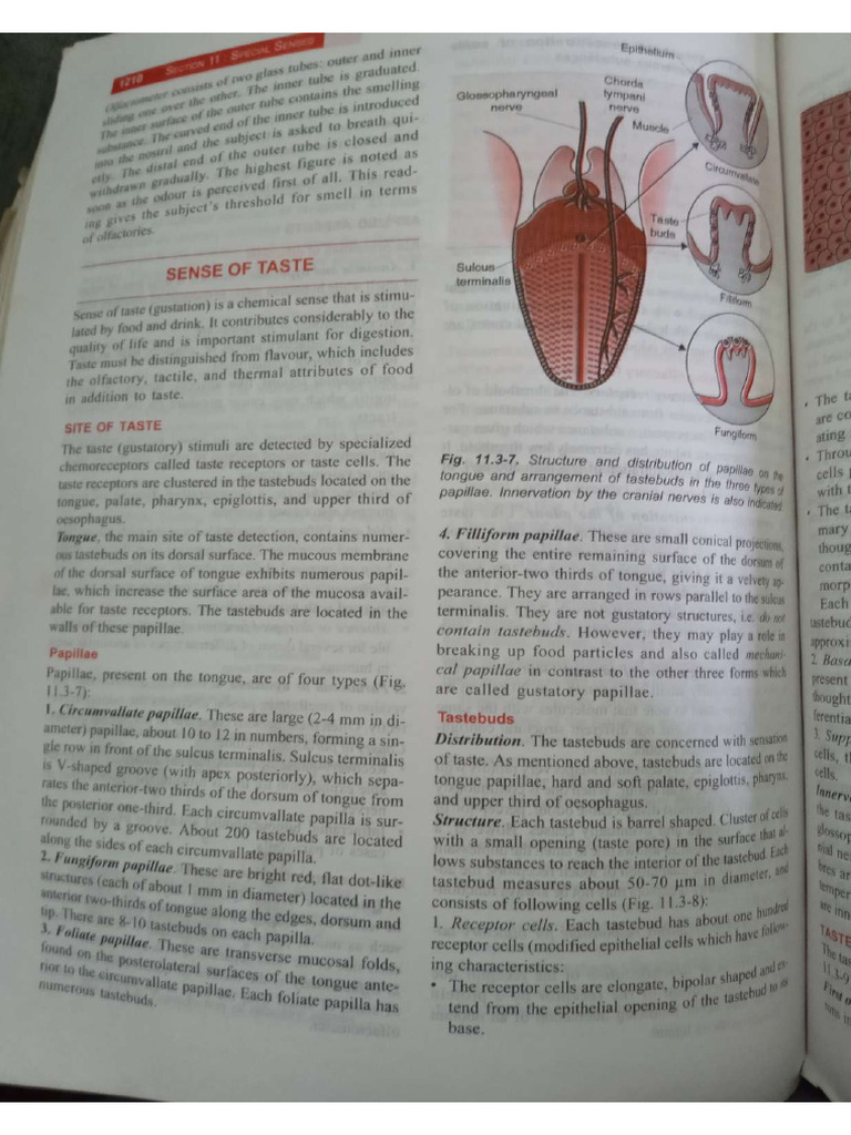 Sense of taste | PDF