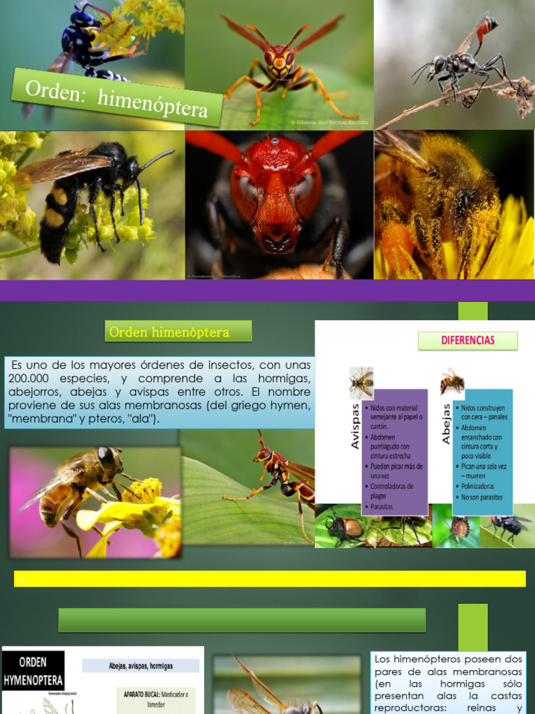 Morfología del Orden Himenóptera | PDF | Himenópteros | Abejas
