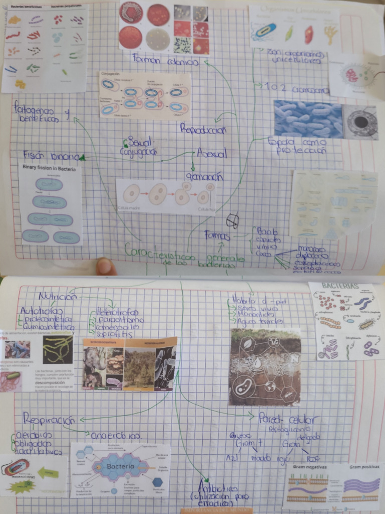 Act13 - Caracteristicas de Las Bacterias - 14mar25 | PDF
