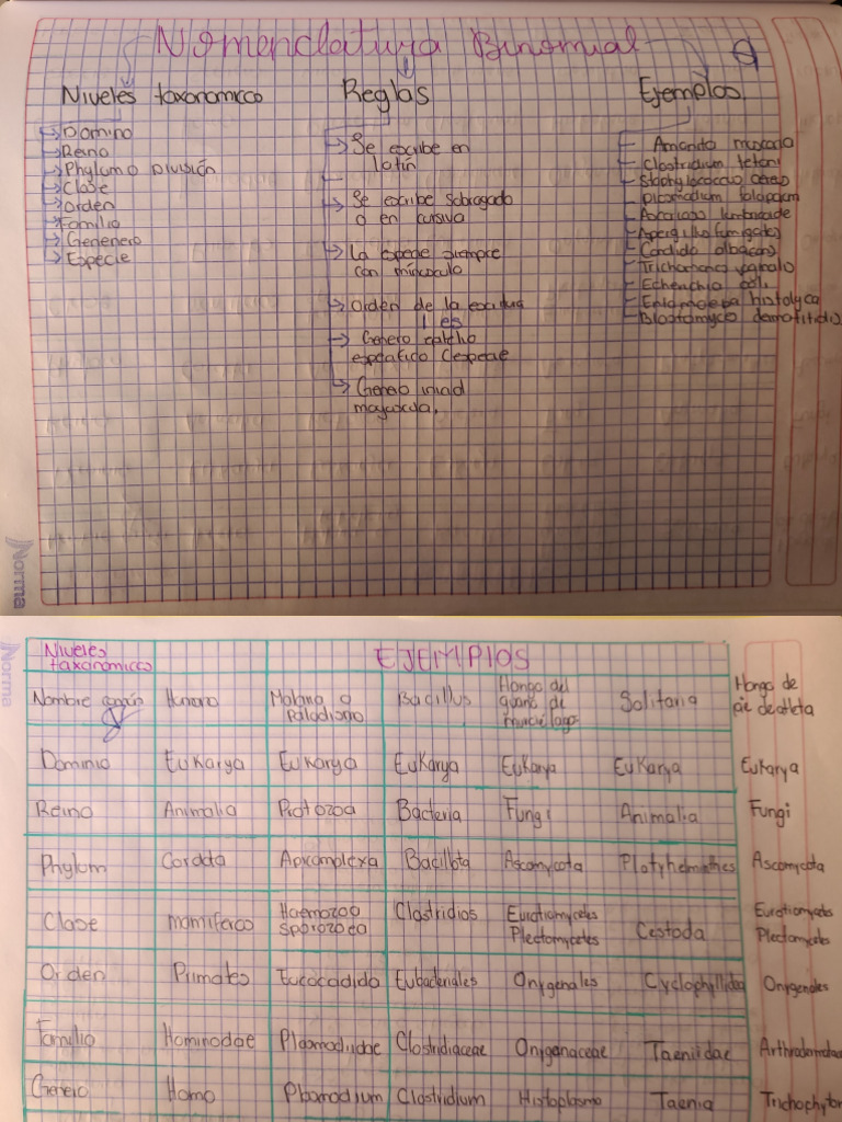 Nomenclatura Binomial - 21feb25 | PDF