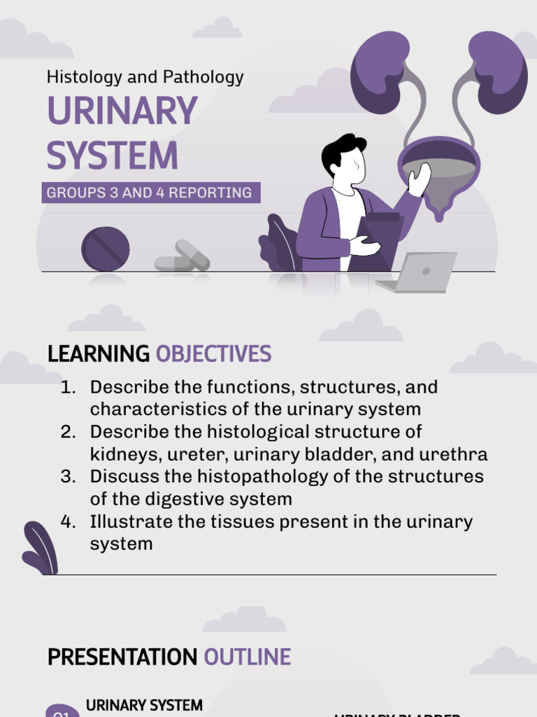 Urinary System Histology and Pathology | PDF | Kidney | Epithelium