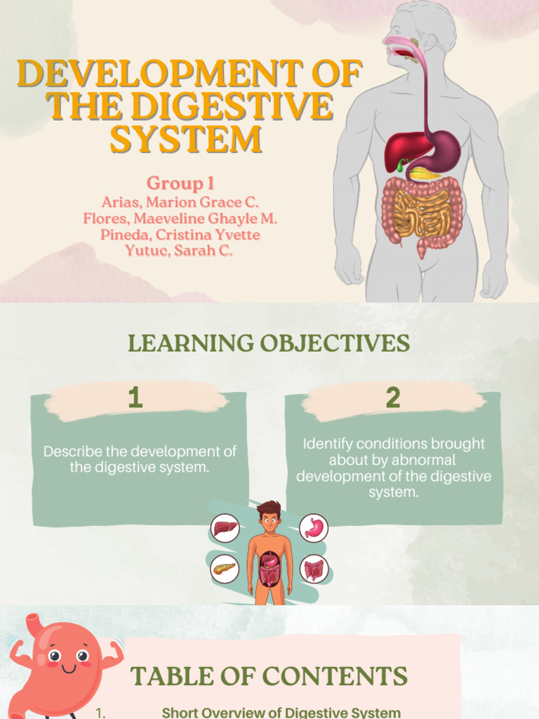 Group 1 - Digestive System | PDF | Peritoneum | Gastrointestinal Tract
