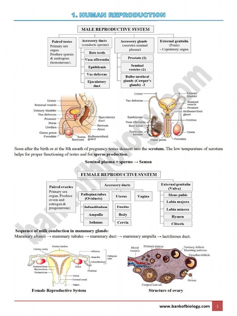 3 Human Reproduction Capsule Notes | PDF