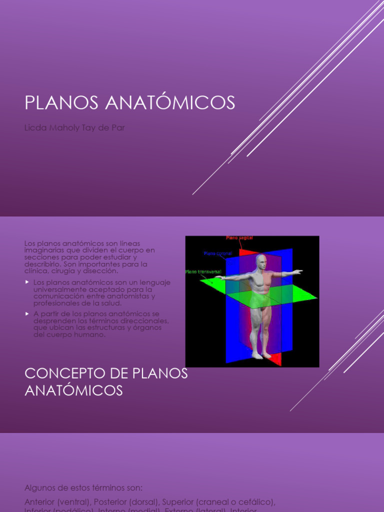 Planos y Movimientos Anatómicos | PDF | Términos anatómicos de ubicación