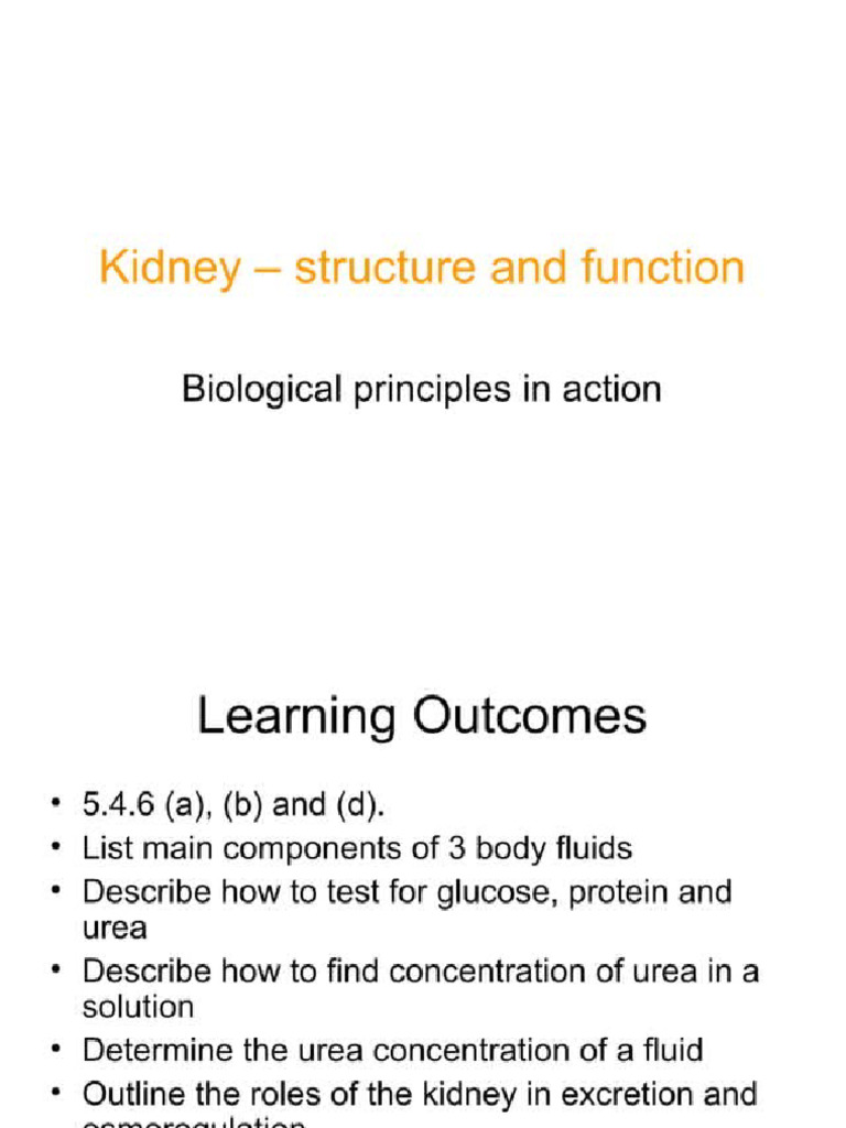 Kidney Anatomy | PDF