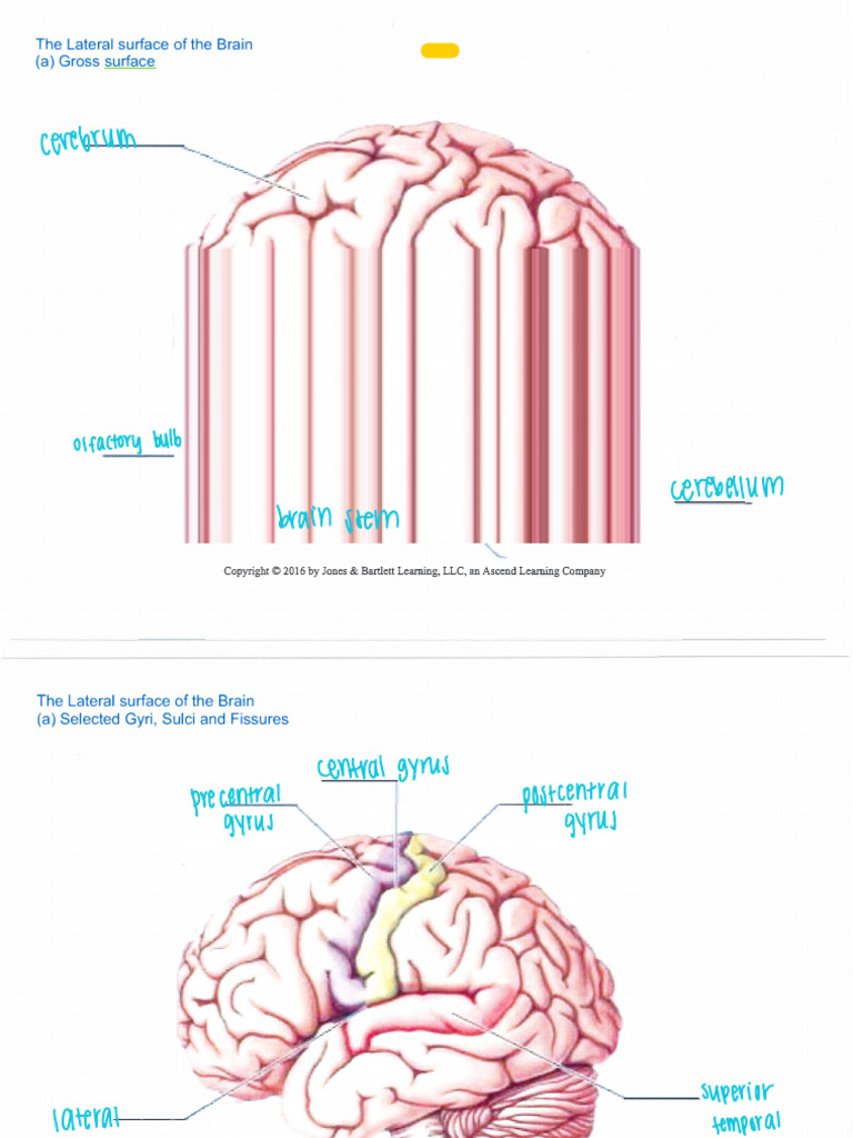 Brain: Cerebrum | PDF | Cerebrum | Brain
